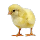 Add chick-Bot Discord Bot | Invite Link