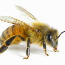 Join bee Discord Server | Invite Link