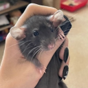 Join Rats🐀 Discord Server | Invite Link