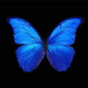 Join The Morpho Cosmos Discord Server | Invite Link