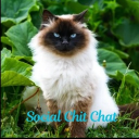Join Social Chit Chat Discord Server | Invite Link