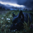 Join 🖤🦋 K9 Campus 🦋🖤 Discord Server | Invite Link