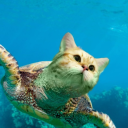Join Turtle Cats Party Discord Server | Invite Link